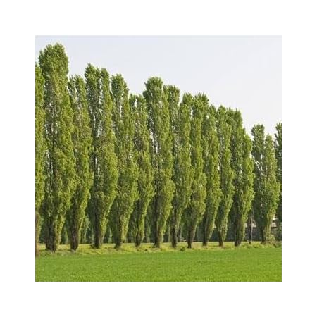 Amazon.com : Lombardy Poplar Trees for Planting - Great for Privacy ...