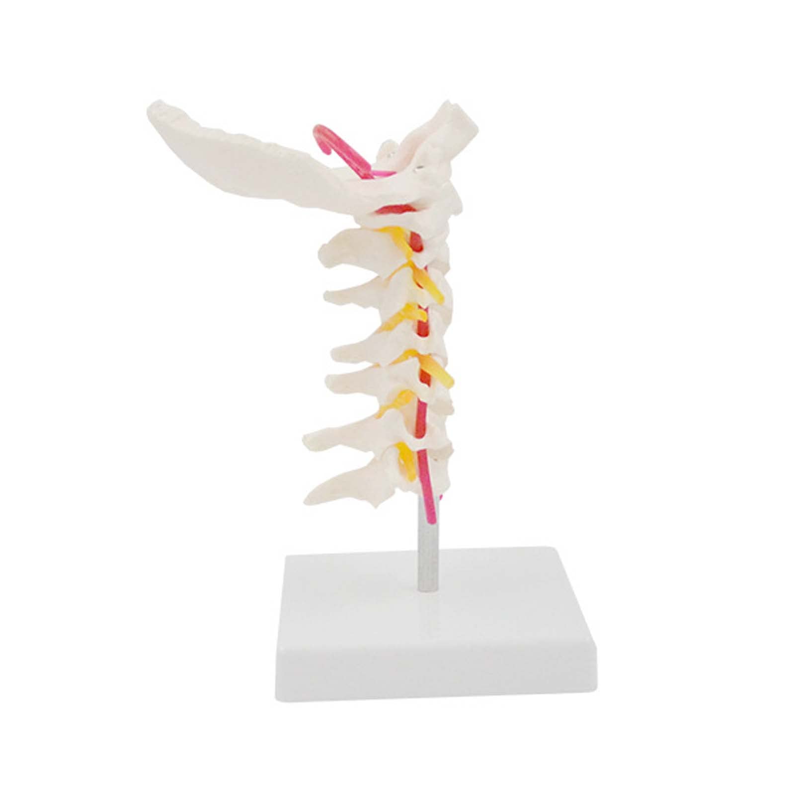 Buy DaigMeng Cervical Spine Model with Nerves, Life Size Cervical ...