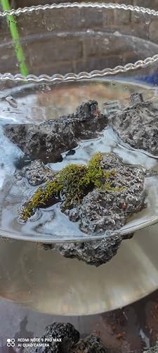 NATURAME Natural Floating Rock 1piece Medium Best for aquascapes and ...