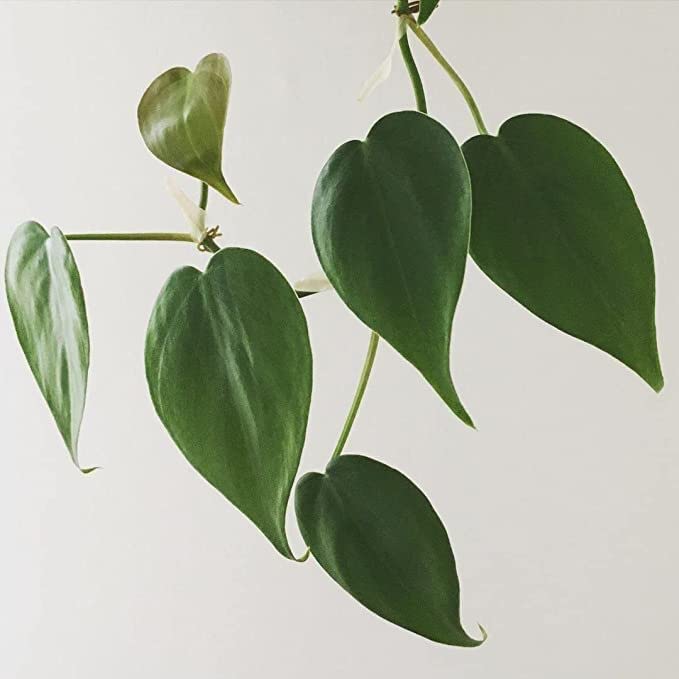 Mohomaya Beautiful Gardening mani (combo 2) - |mani (combo 2)| : Amazon ...