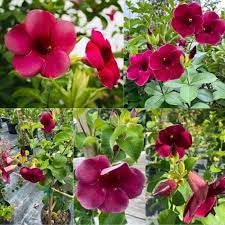 Pack Of-1 Red Allamanda Flower Live Plant (Original Variety In Origin ...