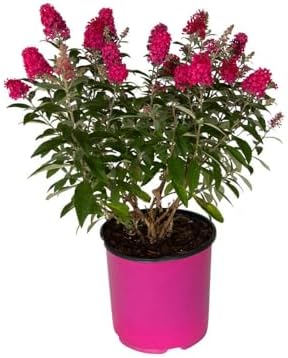 Amazon.com : Lil' Raspberry Butterfly Bush (1.5 Gallon) Live Buddleia ...
