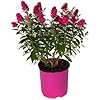 Amazon.com : Lil' Raspberry Butterfly Bush (1.5 Gallon) Live Buddleia ...