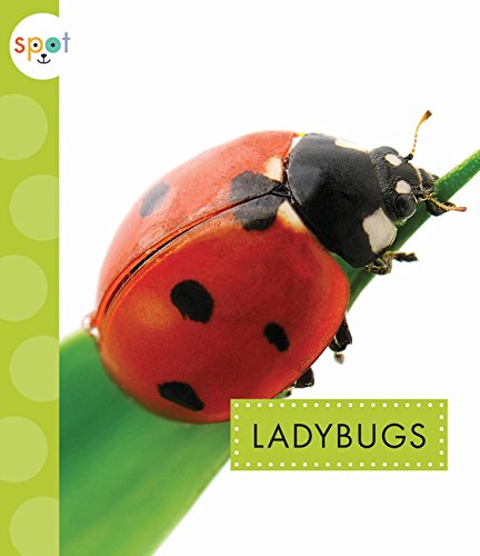 Amazon.com: Ladybugs (Spot): 9781681522289: Black, Nessa: Books