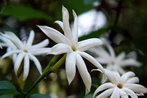 Creative Farmer Jasmine Plant (Royal Jasmine) Jasminum Grandiflorum ...