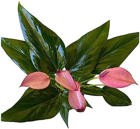 Amazon.com : Hopewind Plants Shop Anthurium (12"-14" Tall) Unique and ...