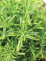 Amazon.com : Rosmarinus 'Gold Dust' - Rosemary : Rosemary Plants ...
