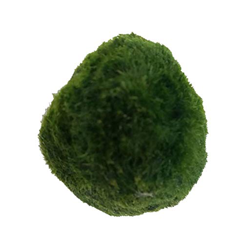 Marimo Mooskugel Kaufen – Die 15 besten Produkte im Vergleich - Aquaristik