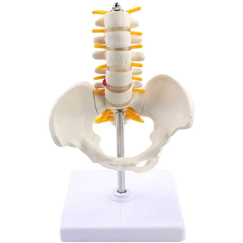 Buy Human Pelvic Model Small Pelvic Belt Five-section Lumbar Vertebra ...