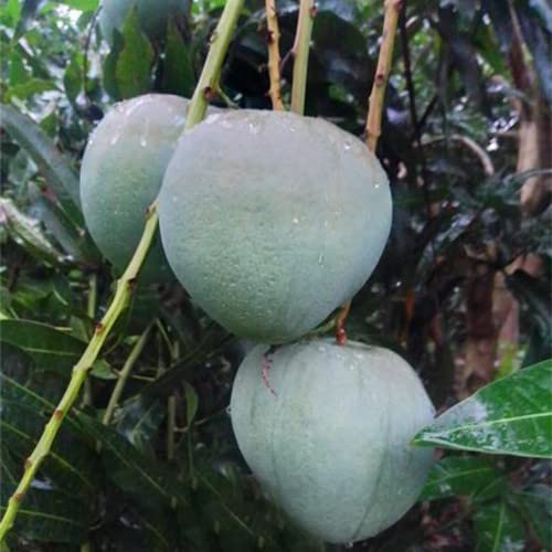 Zomoloco_Mango Plant-Himsagar Live Grafted Mango Plant Him06 : Amazon ...