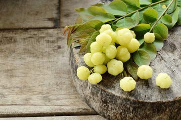 Creative Farmer Fruit Plant Star Gooseberry/Garden Live Amalaki Nelli ...