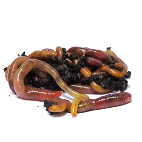 Lombrices Californianas El Corte Inglés ️ 2024