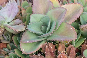 SelpLine | Patharchatta, Bryophyllum Pinnatum, Kidney Stone Live Plant ...