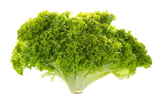 Exotic Lettuce Green Leaf/Batavia Seeds for Home Gardening (400 Seeds ...