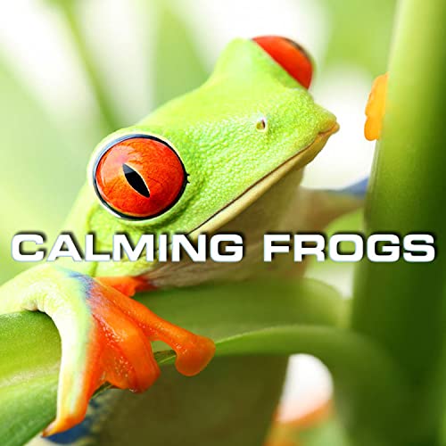 Écouter Calming Frogs par Frogs Recordings, Soundscapes of Nature & Calm feat. Calming White ...