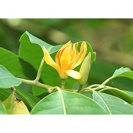 Buy Indiana Champa Golden Champa Magnolia champaca Son-chafa Champangi ...