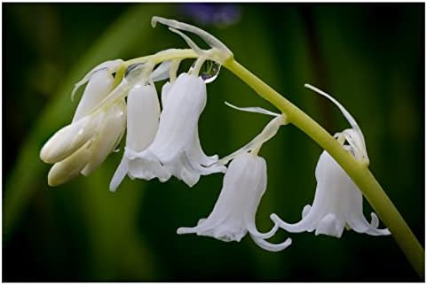 10x Spanish Bluebell Pink Bulbs Hyacinthoides Hispanica Early Spring ...