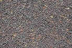 Amazon.com : Impact Forage Collards - 5 lb Bags : Patio, Lawn & Garden