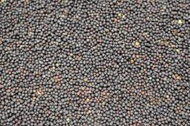 Amazon.com : Impact Forage Collards - 5 lb Bags : Patio, Lawn & Garden