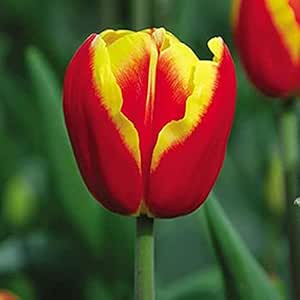 PLANTOGALLERY Flower Bulbs | Tulip Jan Seignette Flower Bulbs For ...