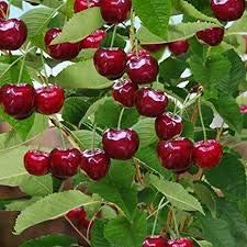 SJ Stocks Super Sweet Mini Cherry Tree Dwarf Rainter For Patio ...
