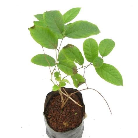 Madhumalati - (Rangoon Creeper Flower) - 1 Plant -Climbing - Decorative ...