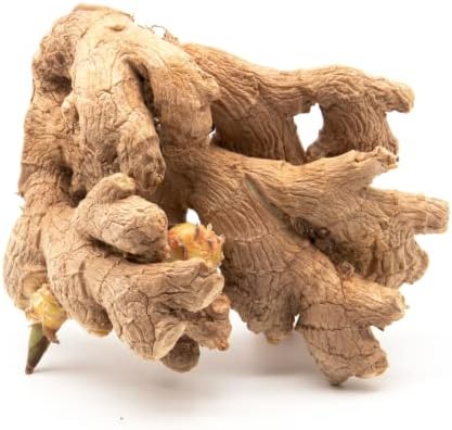 Amazon.com : 5 Live Sprouted Rhizomes of Heirloom Peruvian Ginger ...