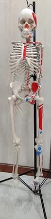 Human Skeleton Model with Muscles Colored and Labelled 3 Part Skull ...