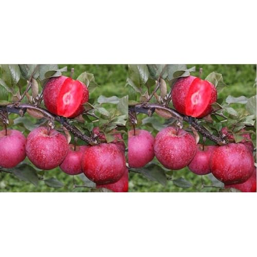 Flare Seeds Apple Fruit Seeds Pack of 458 Seeds : Amazon.in: Garden ...