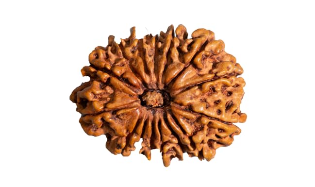 Buy NEXG 14 Mukhi Rudraksha Original Certified Nepali Auspicious ...