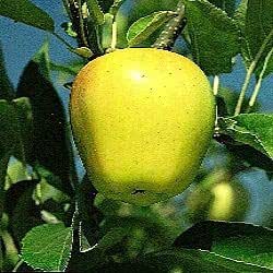 Amazon.com : 1 Golden Delicious Apple 3 foot bareroot Tree Whip : Patio ...