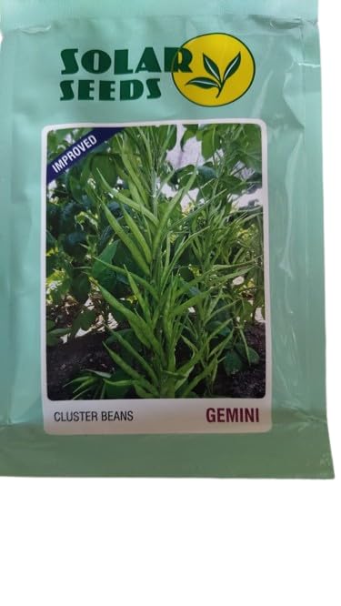 Solar Seeds Gemini Cluster Beans Seeds, Improved Variety : Amazon.in ...