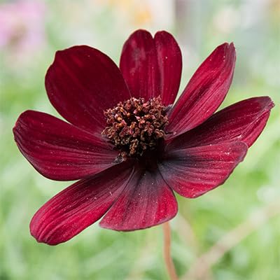 hybrid cosmos seeds For Home Gardening,hybrid cosmos seeds For Plant ...