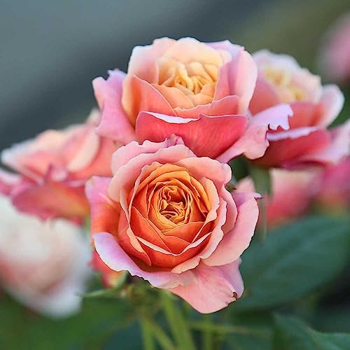 Amazon.com : Heirloom Roses Rose Bush Live - Cherry Parfait™ Live ...