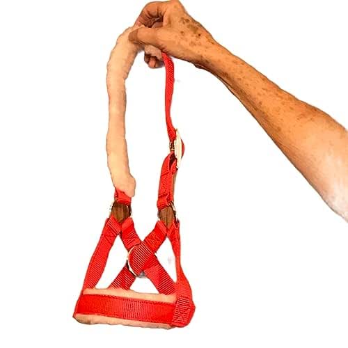 Amazon.com: Padded Cattle Halters Matching Lead LEASH Bull Cow Yearling ...