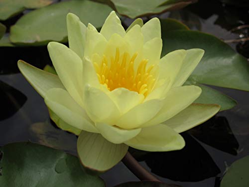 Piante Acquatiche Ninfee → Classifica dei Più Venduti Online nel 2024