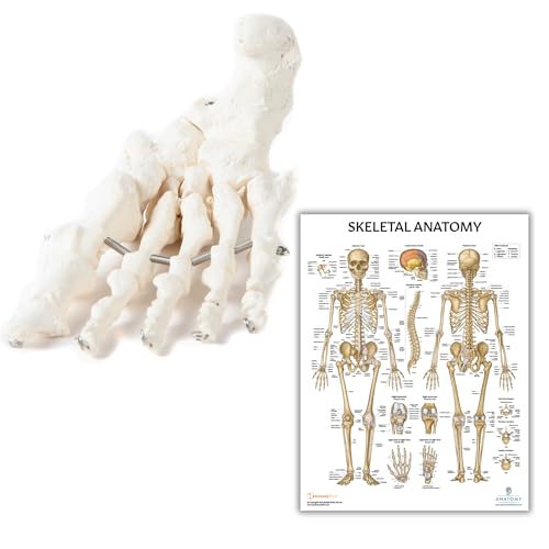 Buy Axis Scientific Life-Size Skeletal Left Foot Anatomy Model ...
