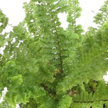 PLANTSGURU Fern Small Plant : Amazon.in: Garden & Outdoors