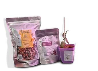 Amazon.com : GROW24 Vanilla Orchid Starter Plant kit, 4-inch Pots, Plus ...