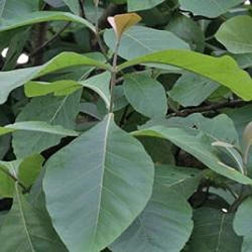 Mphmi Seedless Plant Indoor Plants Sagwan Plant - Sag, Teakwood, Sagaun ...