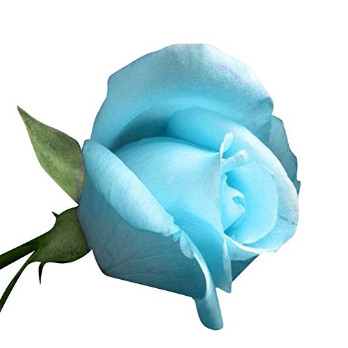 Futaba Light Blue Rose Seeds - 100 Pcs : Amazon.in: Garden & Outdoors