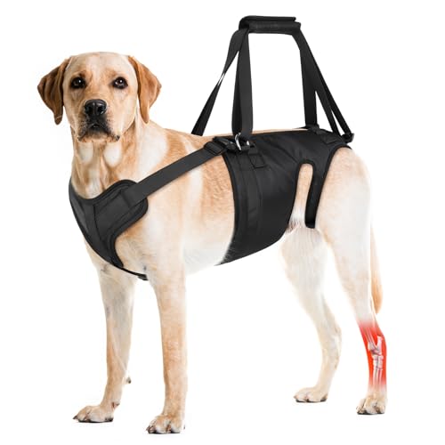 Pet Lift – The 15 best products compared - Wild Explained