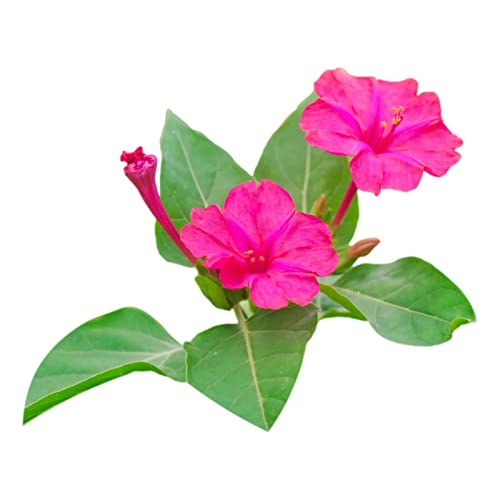 Mirabilis plant - How to grow & care