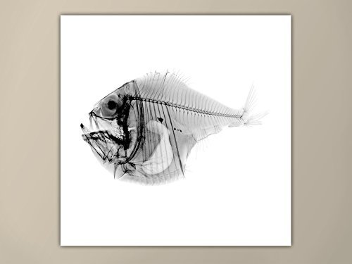 Amazon.com: Black and White Fish X-Ray Print, Marine Life Art, Modern ...
