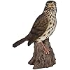 Amazon.com: HiLine Gift Ltd. Motion Activated Singing Songbird Standing ...