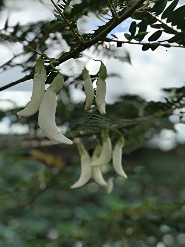 Buy Your Shop Live White Atya, Hummingbird, Agati,Sesbania grandiflora ...