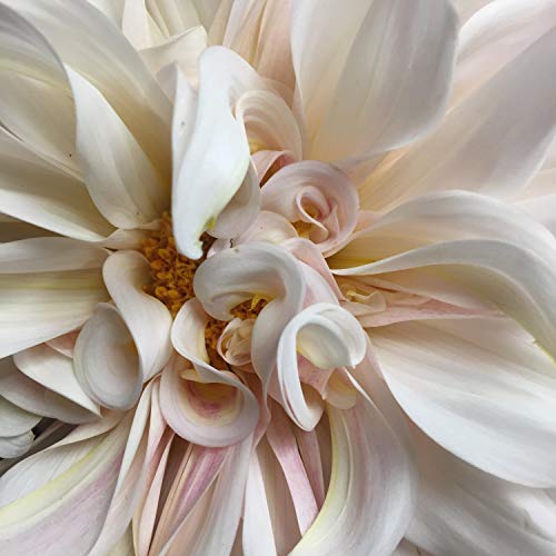 Play They by Jared Morris on Amazon Music