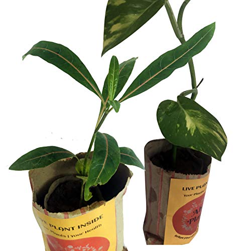 Aha Money Plant and Kala Bansa (Pack of Two Saplings) : Amazon.in ...
