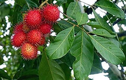 High Yield Dwarf Red Rambutan Plant for Home Garden : Amazon.in: Garden ...