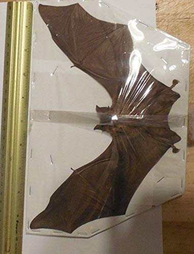 Real Bat Wings Folded